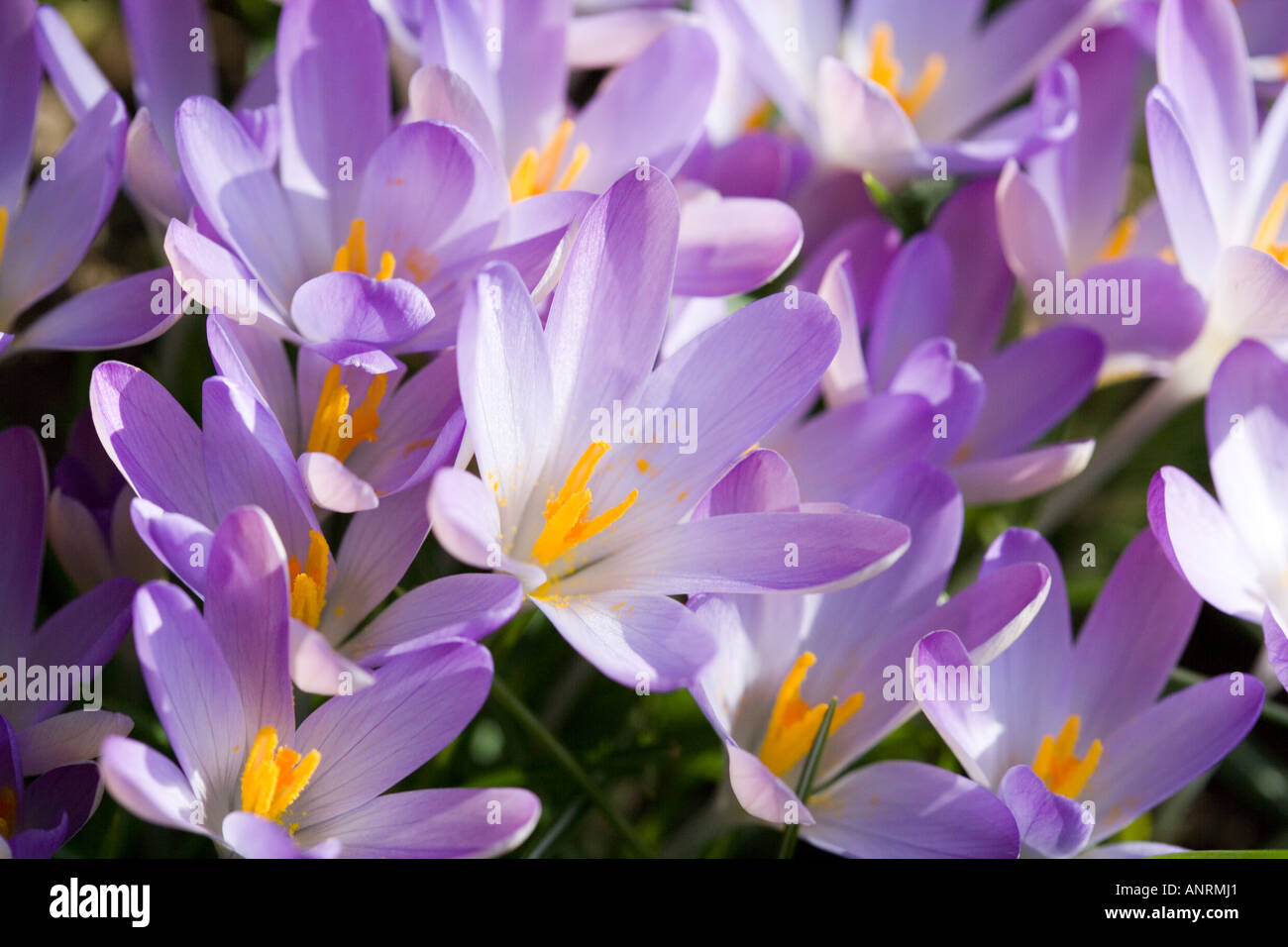 Common name: Crocus Latin name: Crocus Stock Photo - Alamy