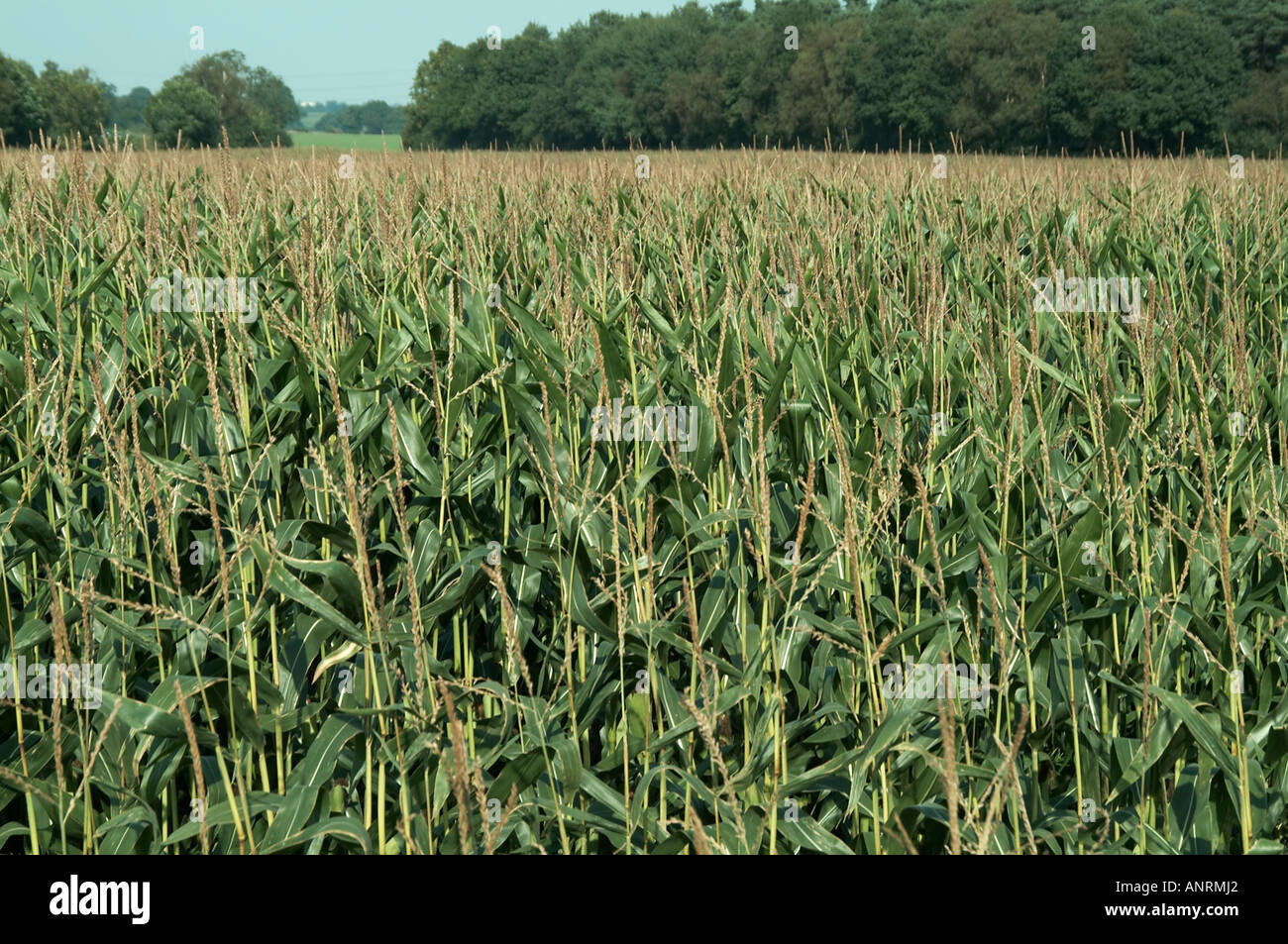 Maize, corn, on, the, cob, field, biomass, non, food, crops, crop, farm ...