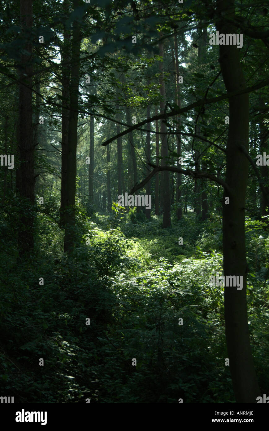 tranquil, calming, calm, relaxing, relaxation, relaxment, forest, deep ...