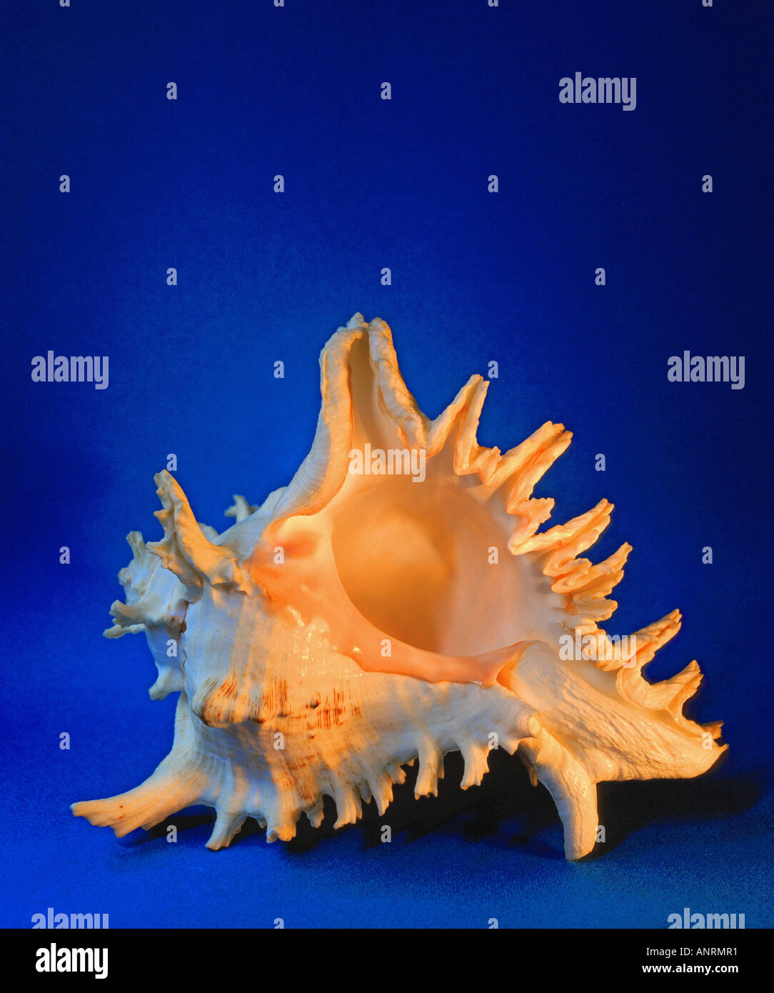 Spiky sea shell hi-res stock photography and images - Alamy
