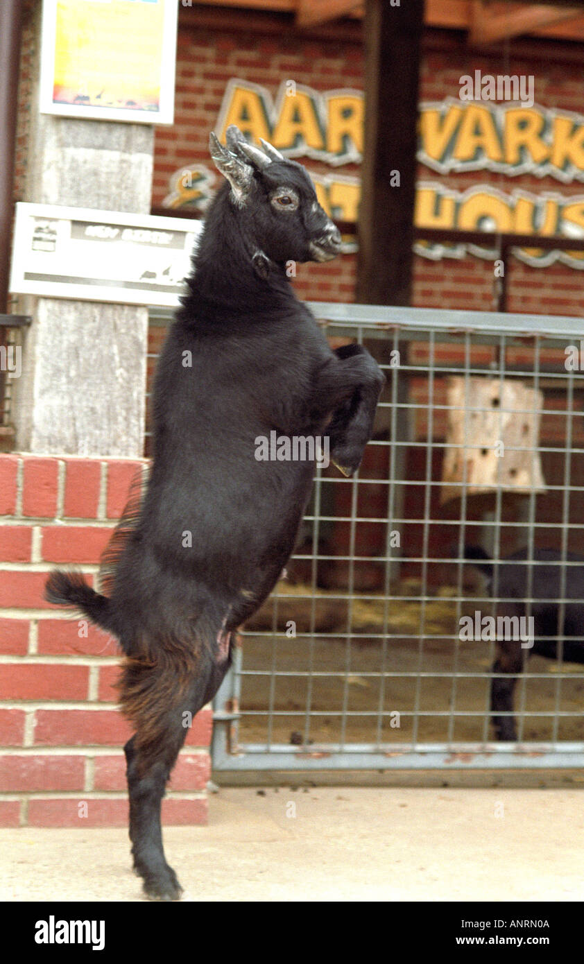 Young black billy goat standing erect whilst playing with his young ...