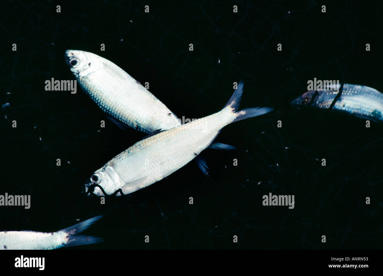 Pacific Coast Taiwan Fish Stock Photo - Alamy