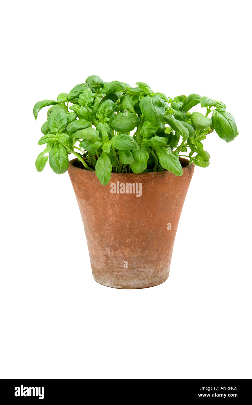 Name plants Cut Out Stock Images & Pictures - Alamy