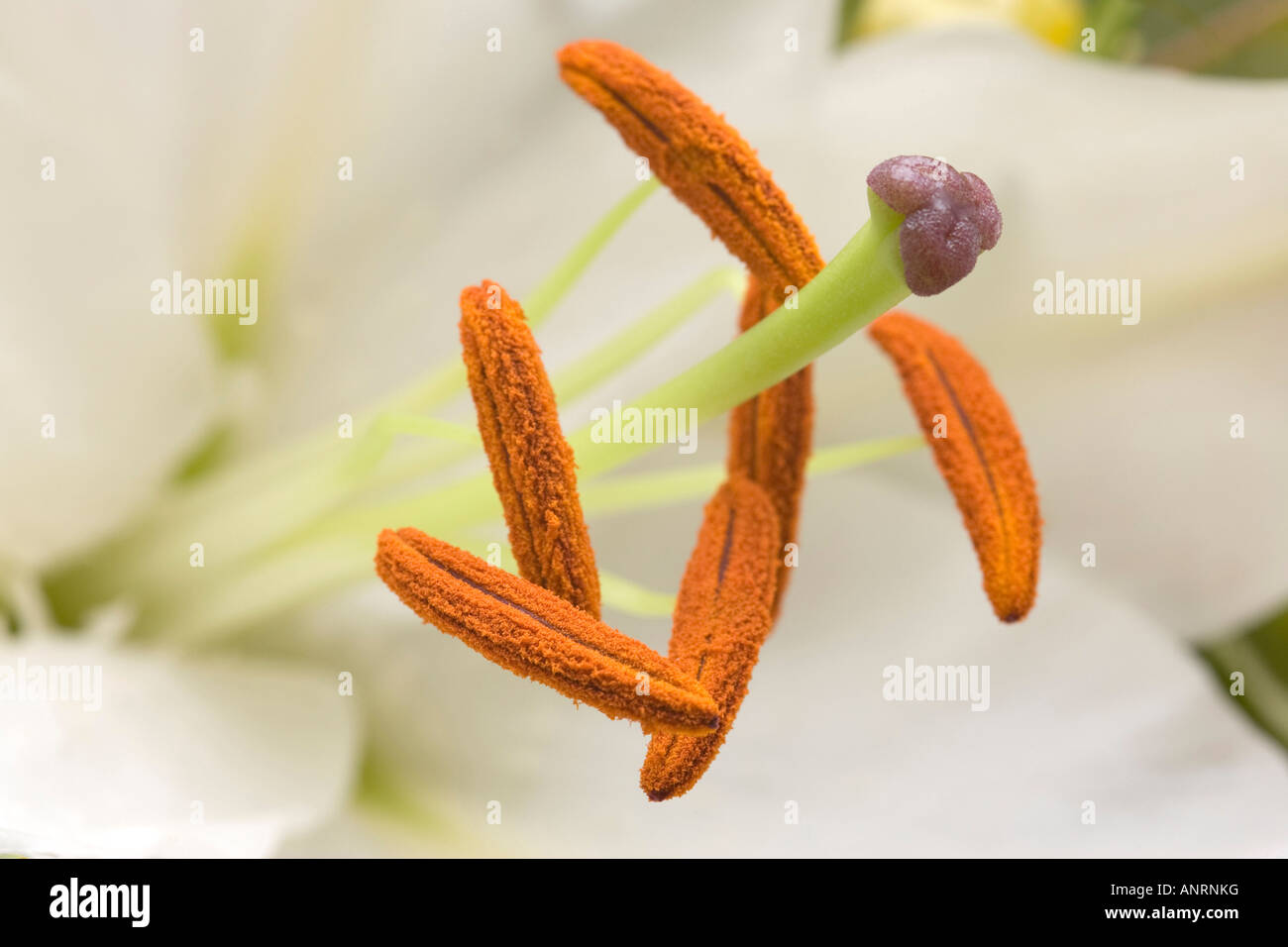 stamen of lily flower Stock Photo - Alamy