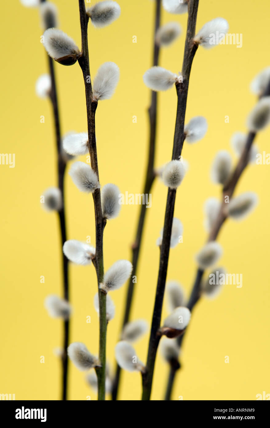Pussy Willow Scientific Name