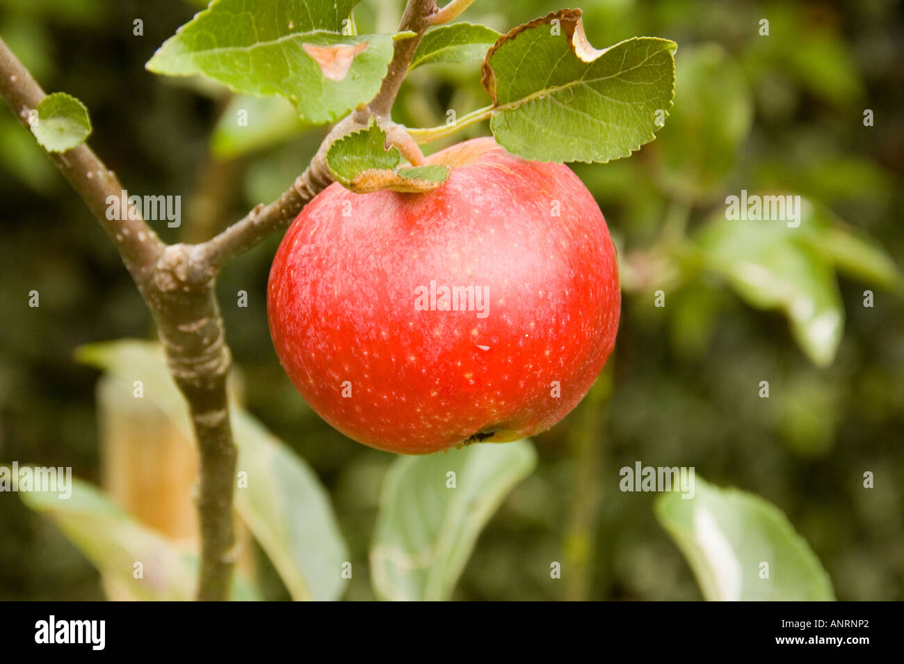 Heritage apple tree variety hi-res stock photography and images - Alamy