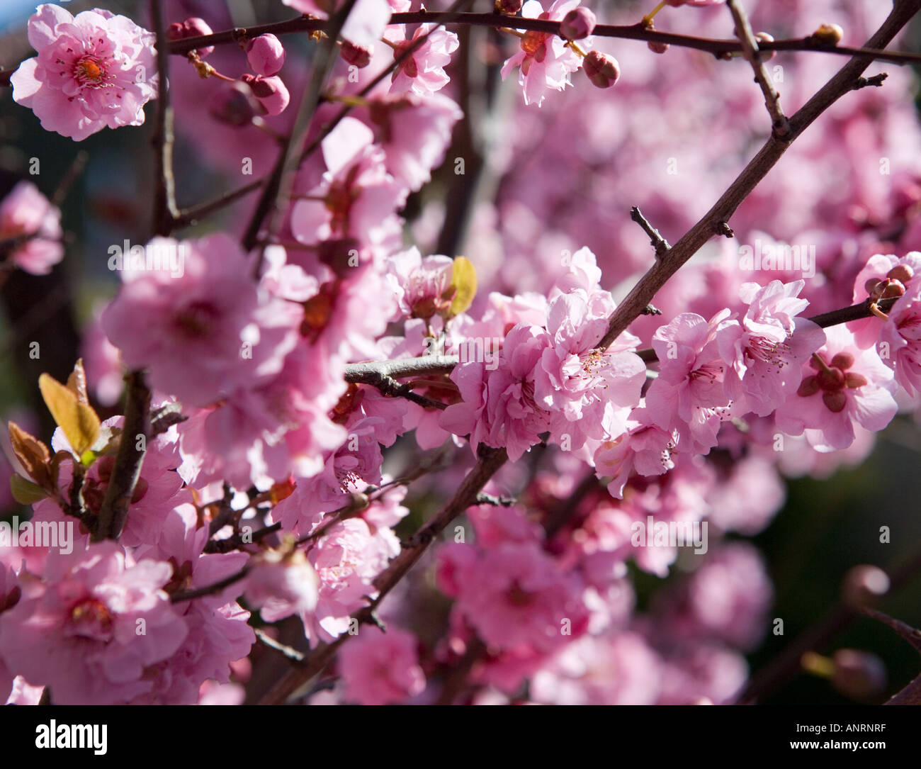 COMMON NAME: Cherry blossom LATIN NAME: Prunus Stock Photo - Alamy