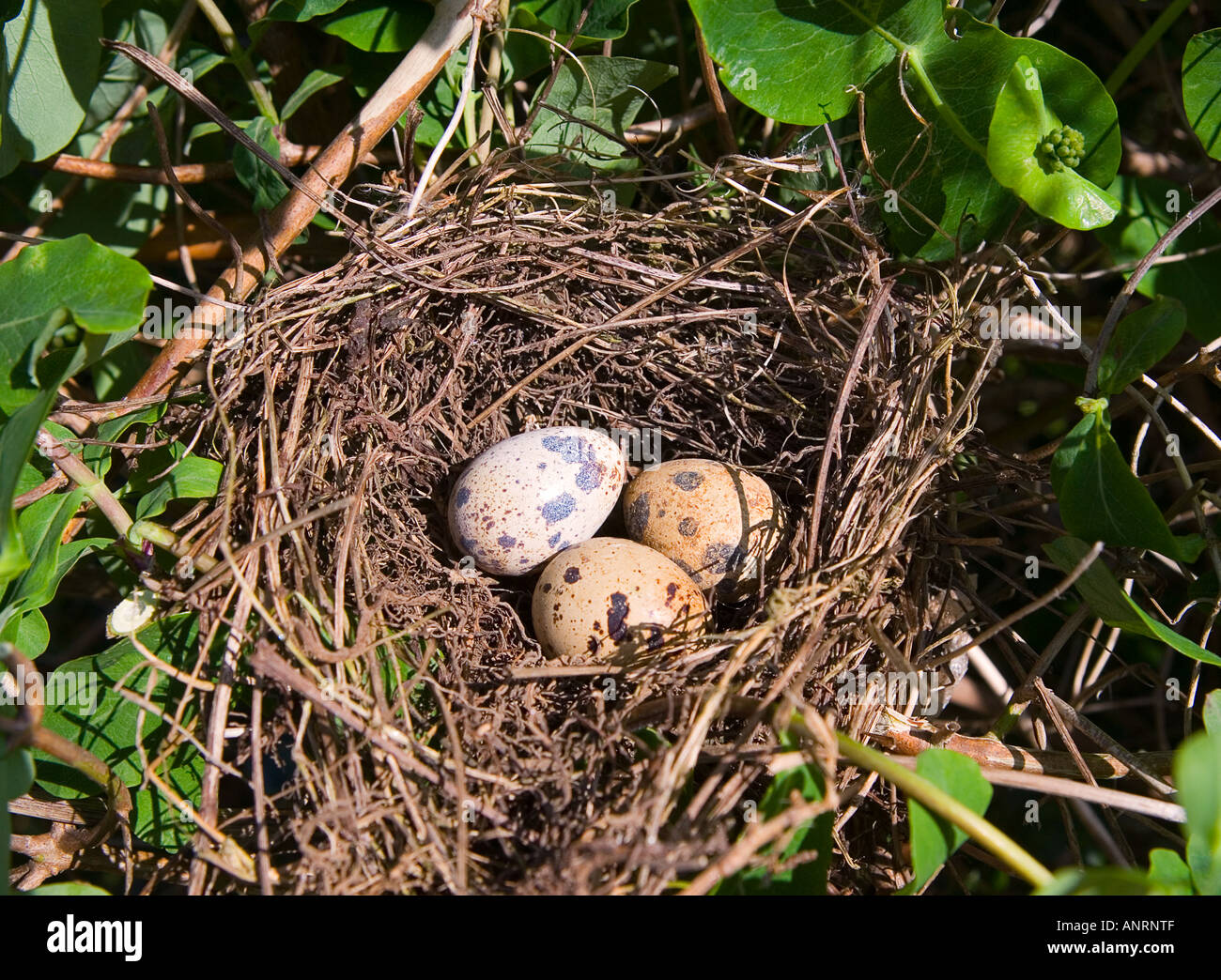 Common wealth fund hi-res stock photography and images - Alamy