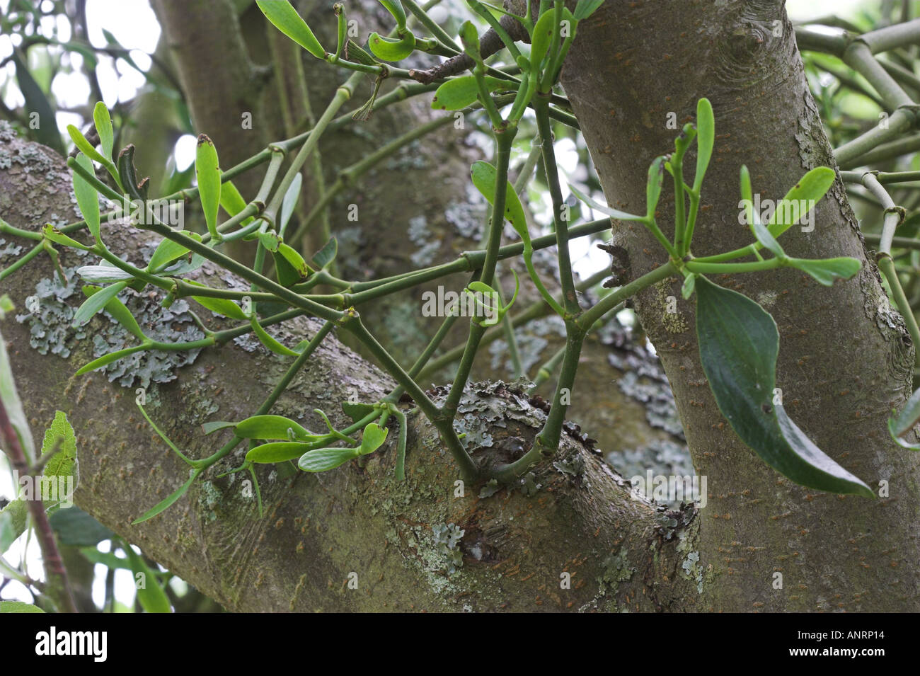 MISTLETOE root on branch of host tree Viscum album Stock Photo - Alamy