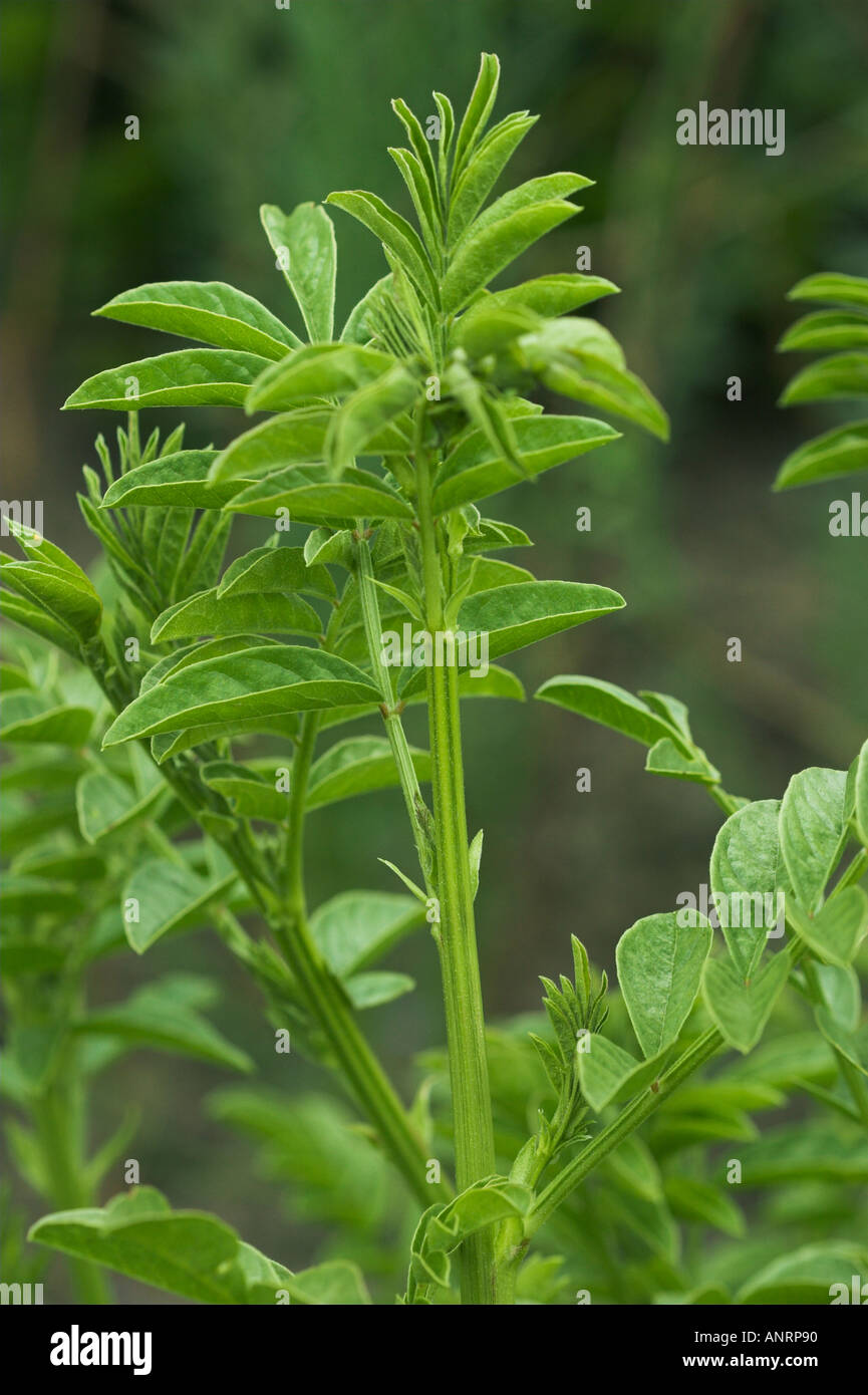 Glycyrrhiza glabra hi-res stock photography and images - Alamy