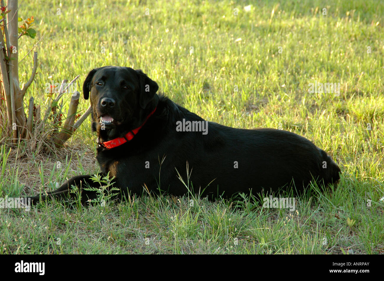 Boy black labrador hi-res stock photography and images - Alamy
