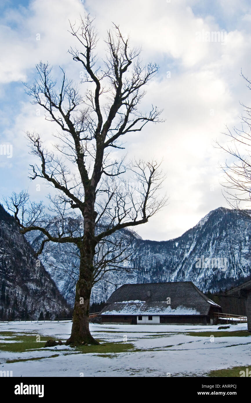 Winter tree St. Bartholomew Stock Photo - Alamy