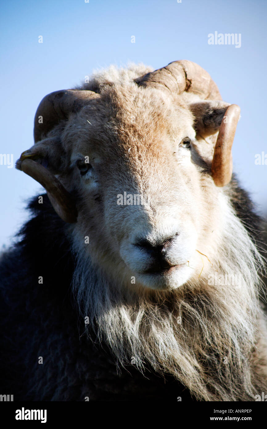 Herdwick ram hi-res stock photography and images - Alamy