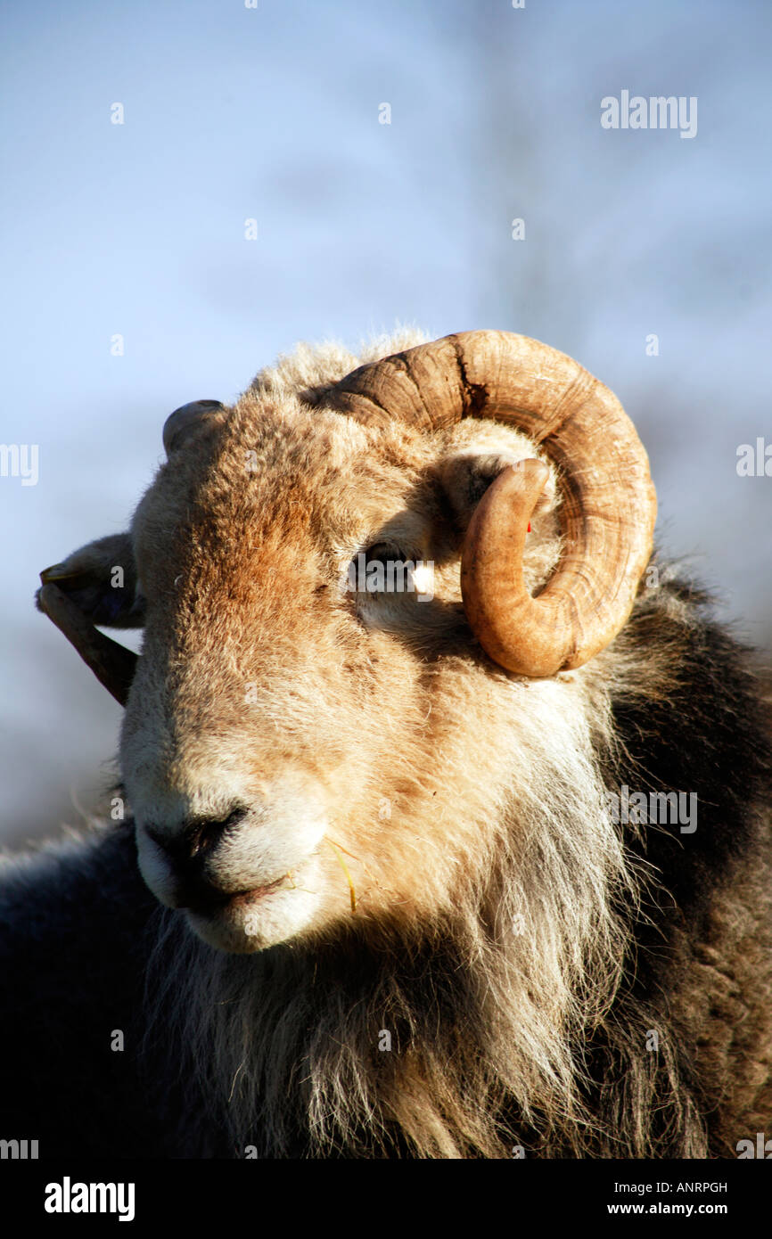 Herdwick ram sheep hi-res stock photography and images - Alamy