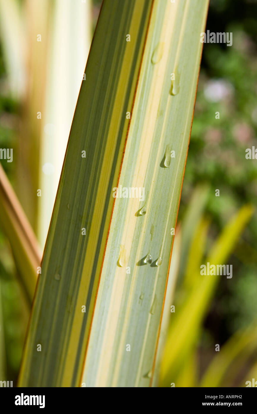 COMMON NAME: Foliage Stock Photo - Alamy