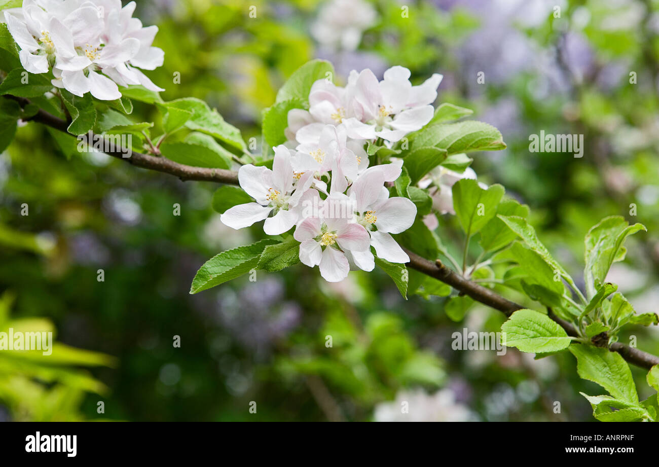 COMMON NAME: Blossom - apple LATIN NAME: Malus Stock Photo - Alamy