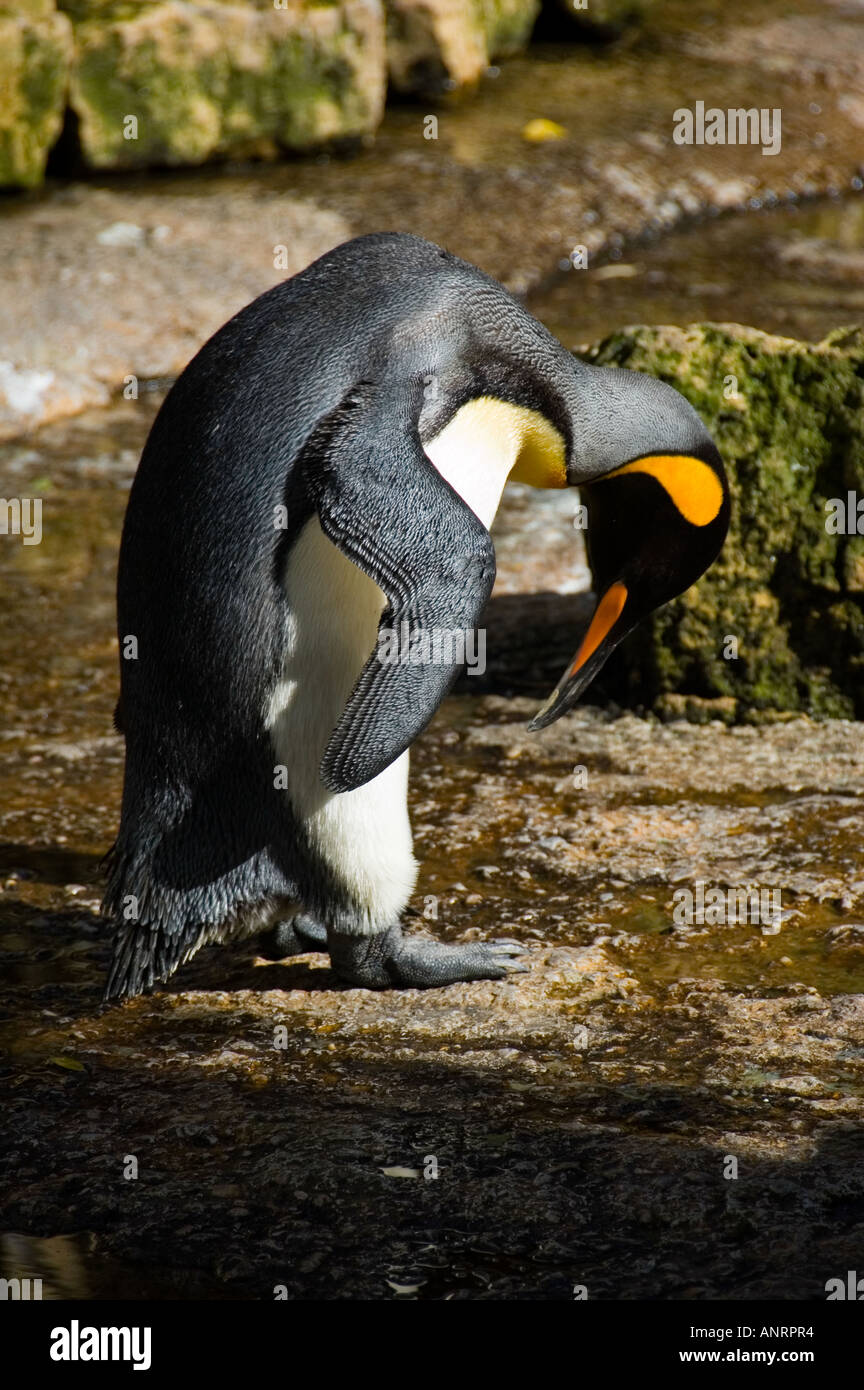 Emperor Penguin Preening Stock Photo - Alamy