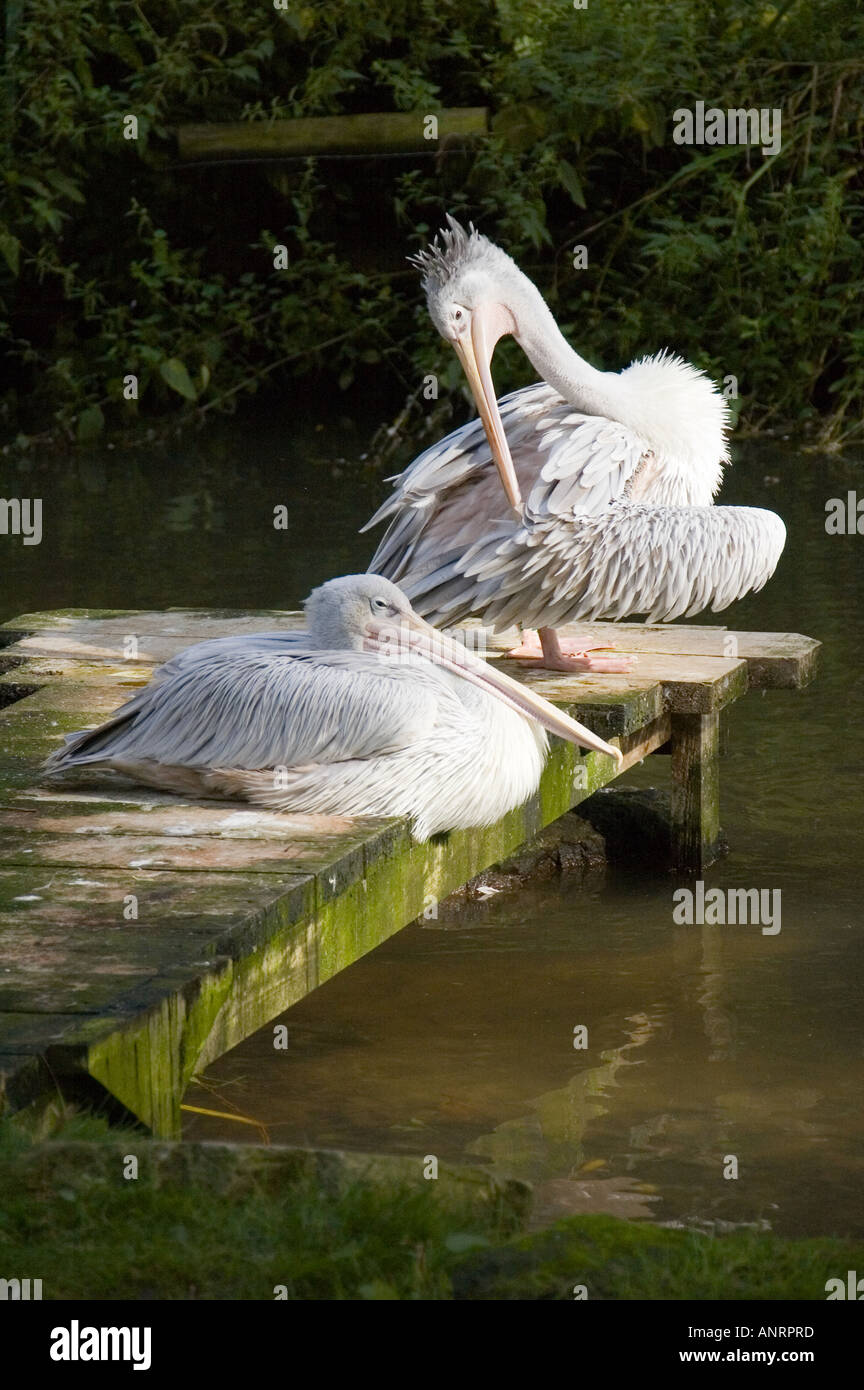 Pelicans legs hi-res stock photography and images - Alamy