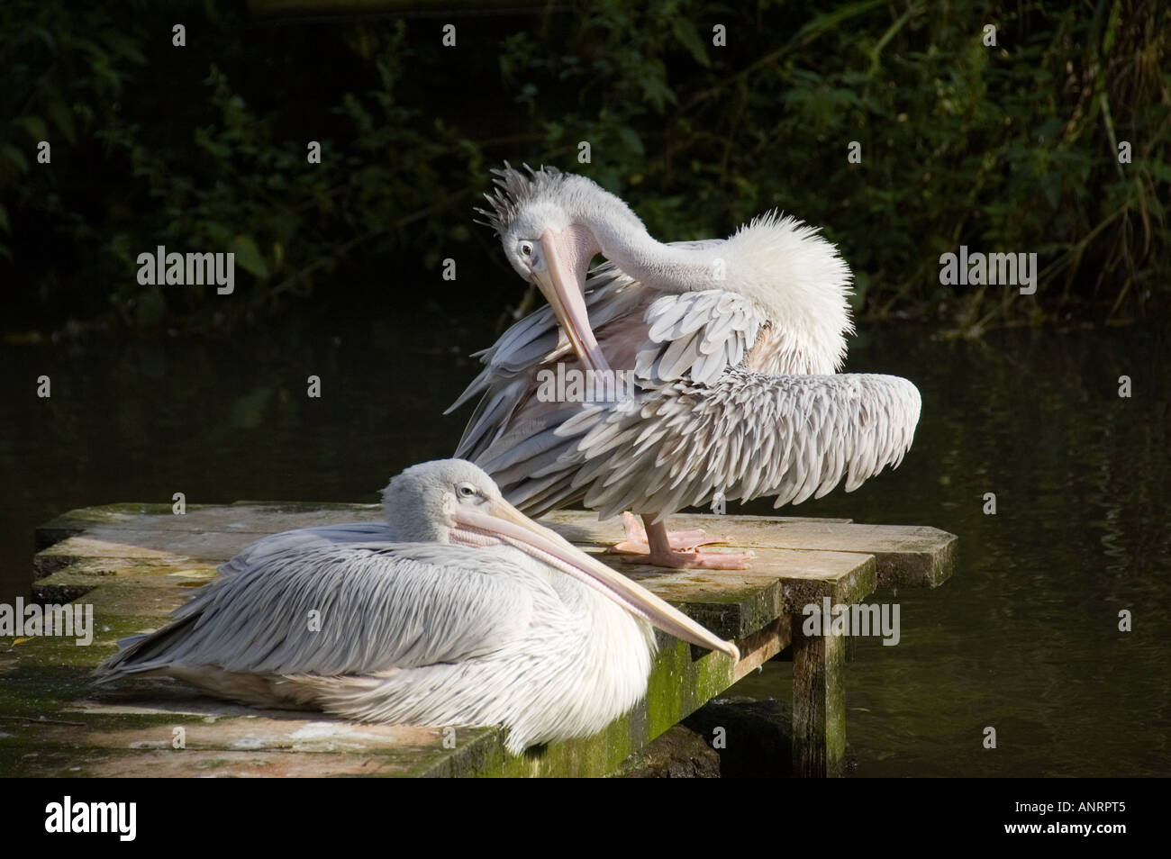 Pink backed pelican preening feathers hi-res stock photography and ...