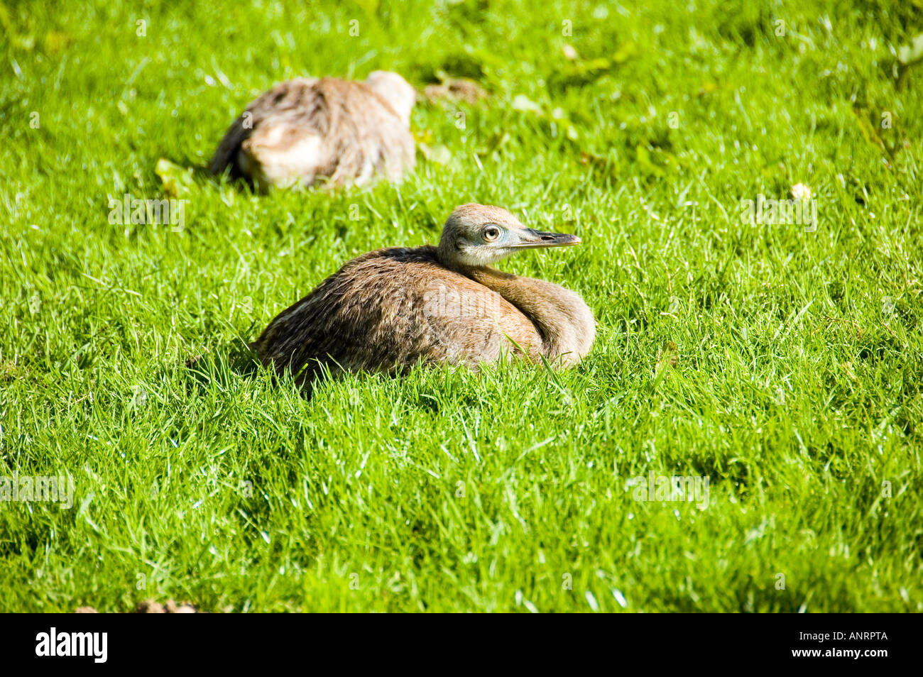 A pair of Rhea Americanus chicks sat in grass Stock Photo - Alamy