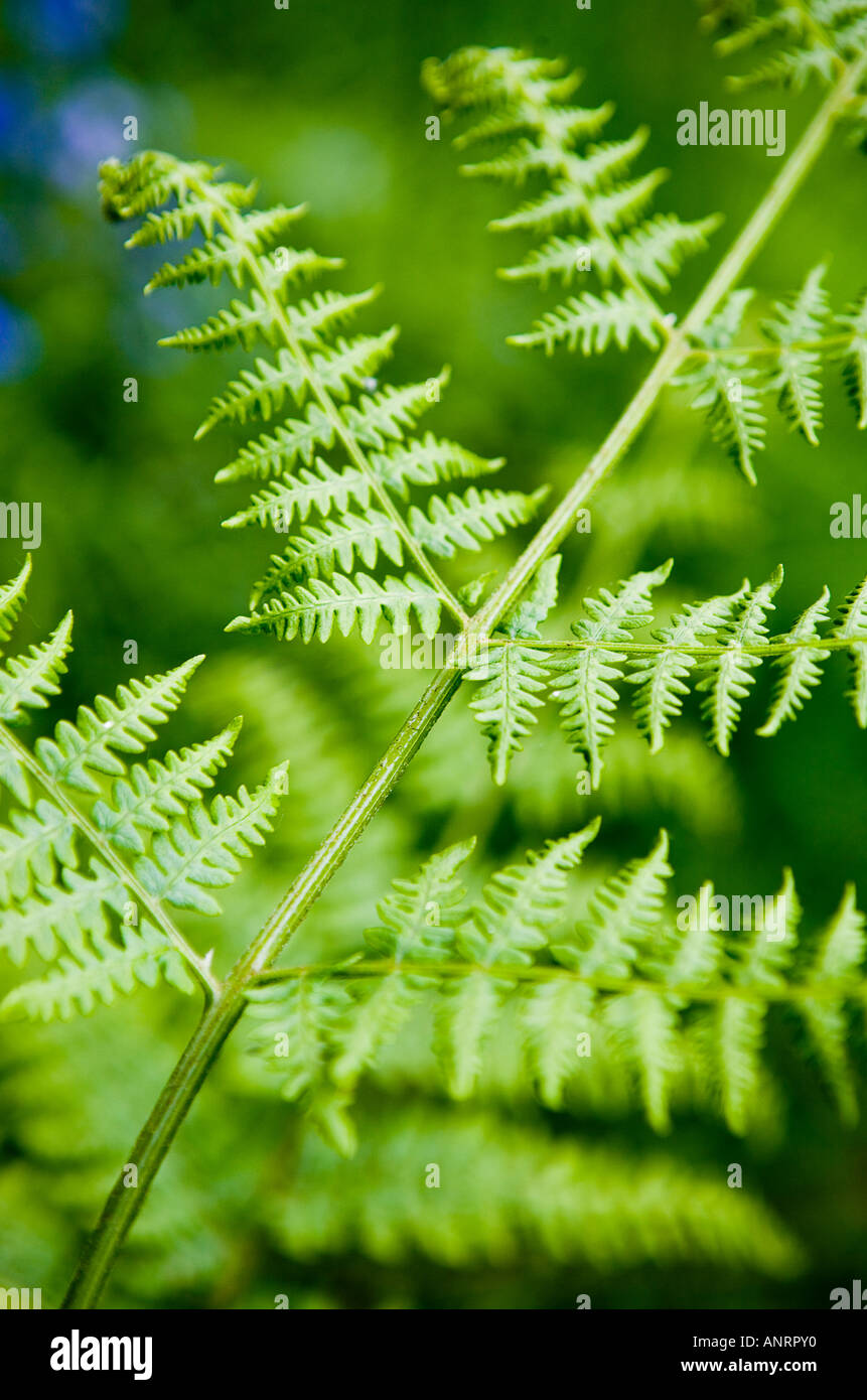 COMMON NAME: Fern - Buckler Latin LATIN NAME: Dryopteris dilatata Stock ...