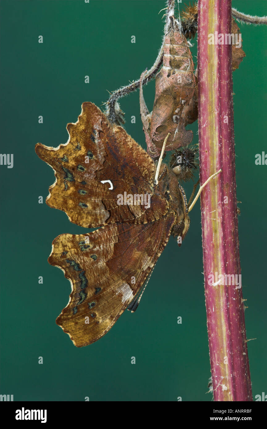COMMA BUTTERFLY emerging from chrysalis Polygonia comma album Stock ...