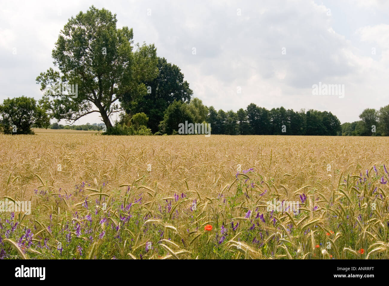 Barley corn field barleys hi-res stock photography and images - Alamy