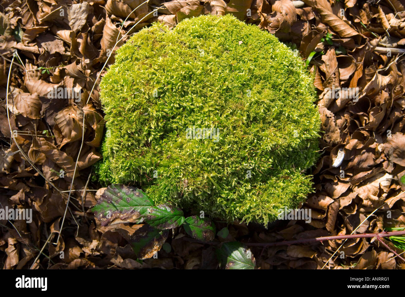 COMMON NAME: Moss Stock Photo - Alamy