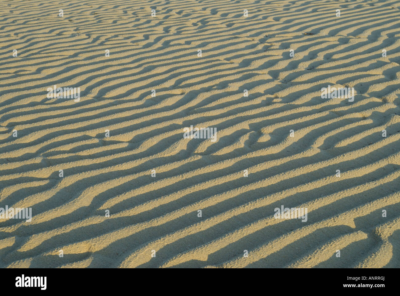 Beach ridges sand light sunset ridges shadow beach dunes miniature hi ...