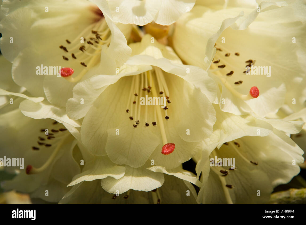 COMMON NAME: Azalea LATIN NAME: Rhododendron Stock Photo - Alamy