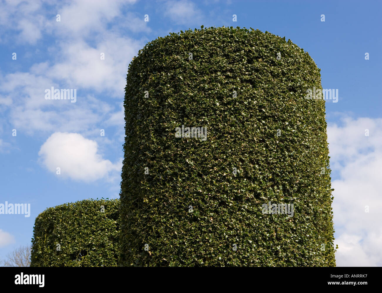 COMMON NAME Topiary holly LATIN NAME Ilex Aquifolium Stock Photo Alamy common-name-topiary-holly-latin-name-ilex-aquifolium-stock-photo-alamy