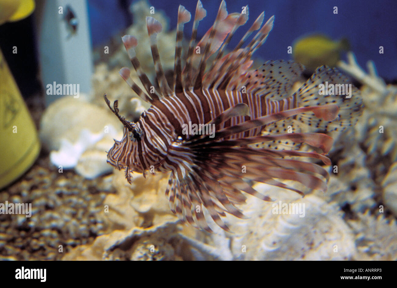 Tarltons hi-res stock photography and images - Alamy