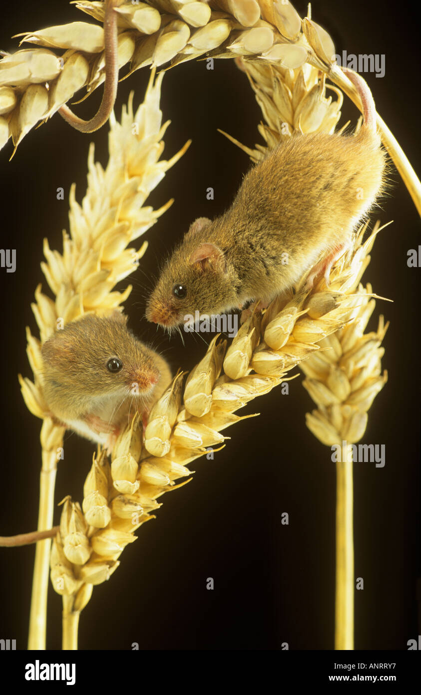 Harvest mouse face hi-res stock photography and images - Alamy
