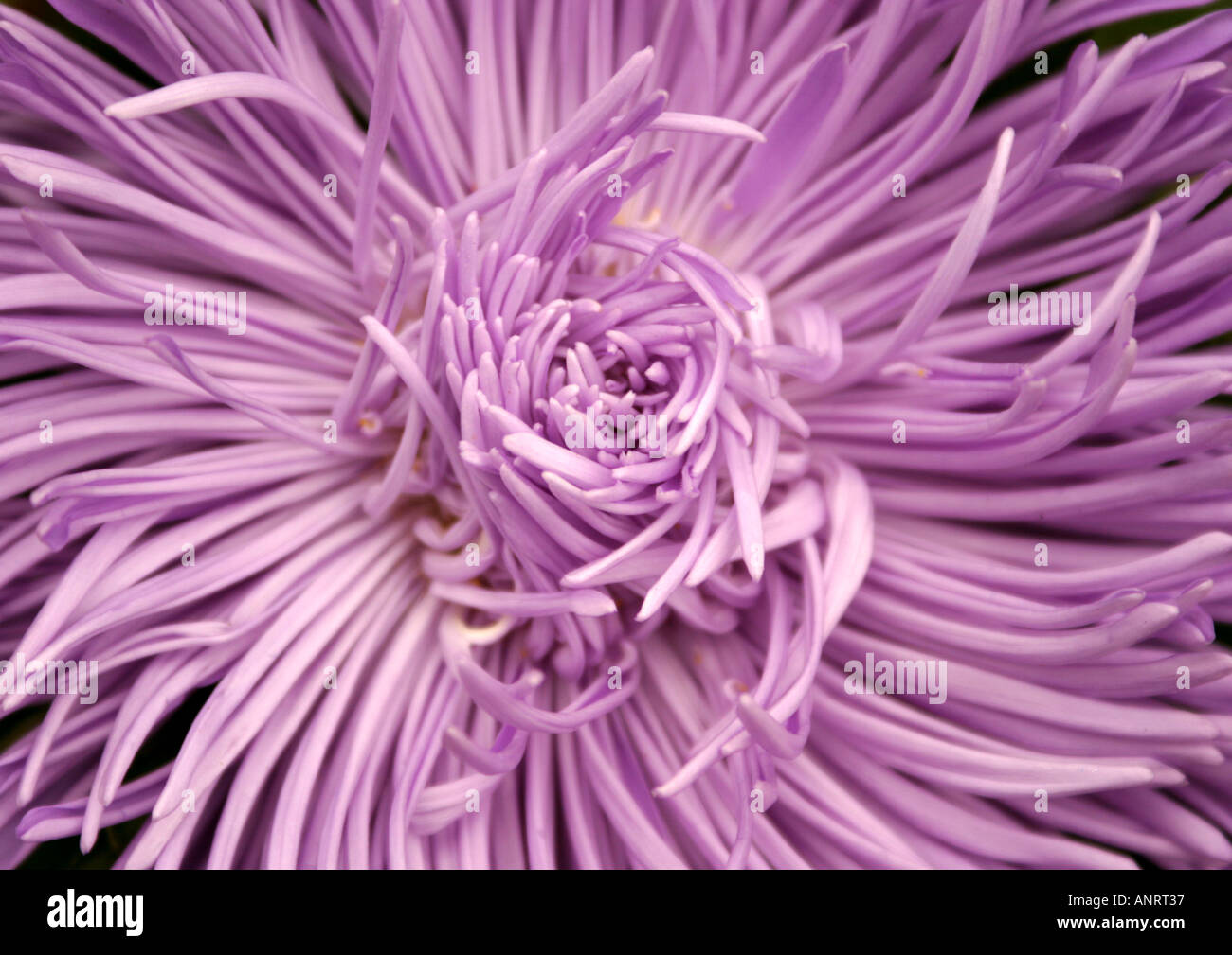 Asta flower hi-res stock photography and images - Alamy
