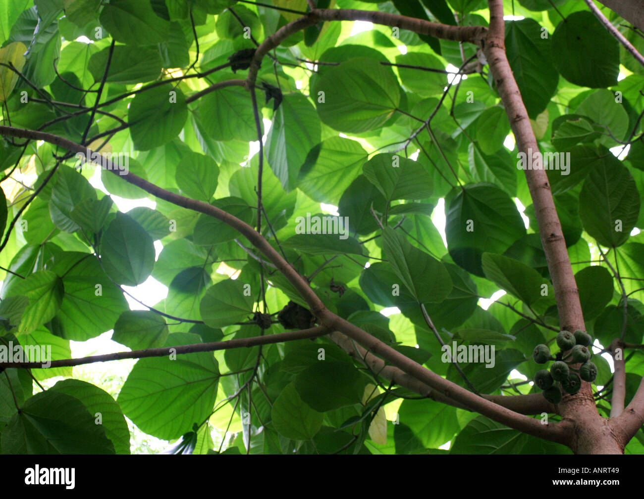 Bright green olive tree hi-res stock photography and images - Alamy