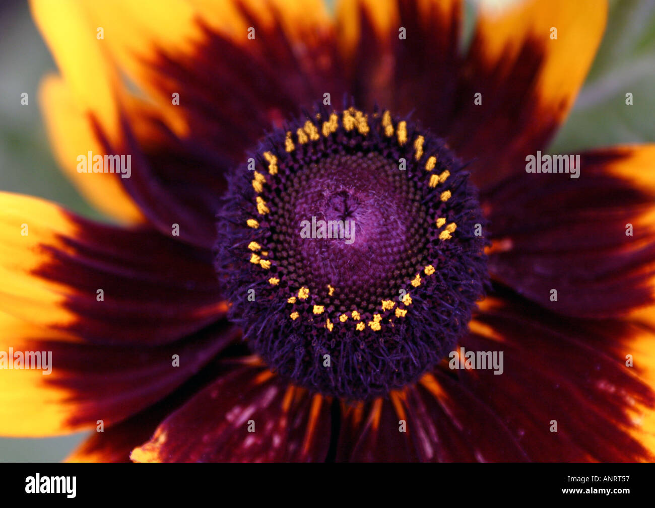 Opening Flower Head Stock Photo - Alamy