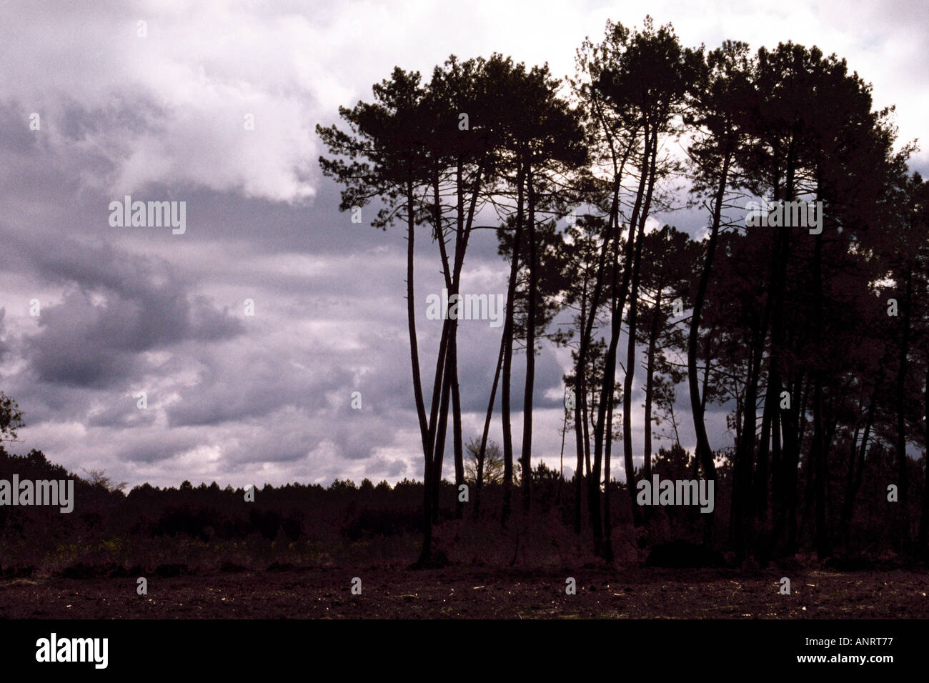 Maritime pines landes hi-res stock photography and images - Alamy