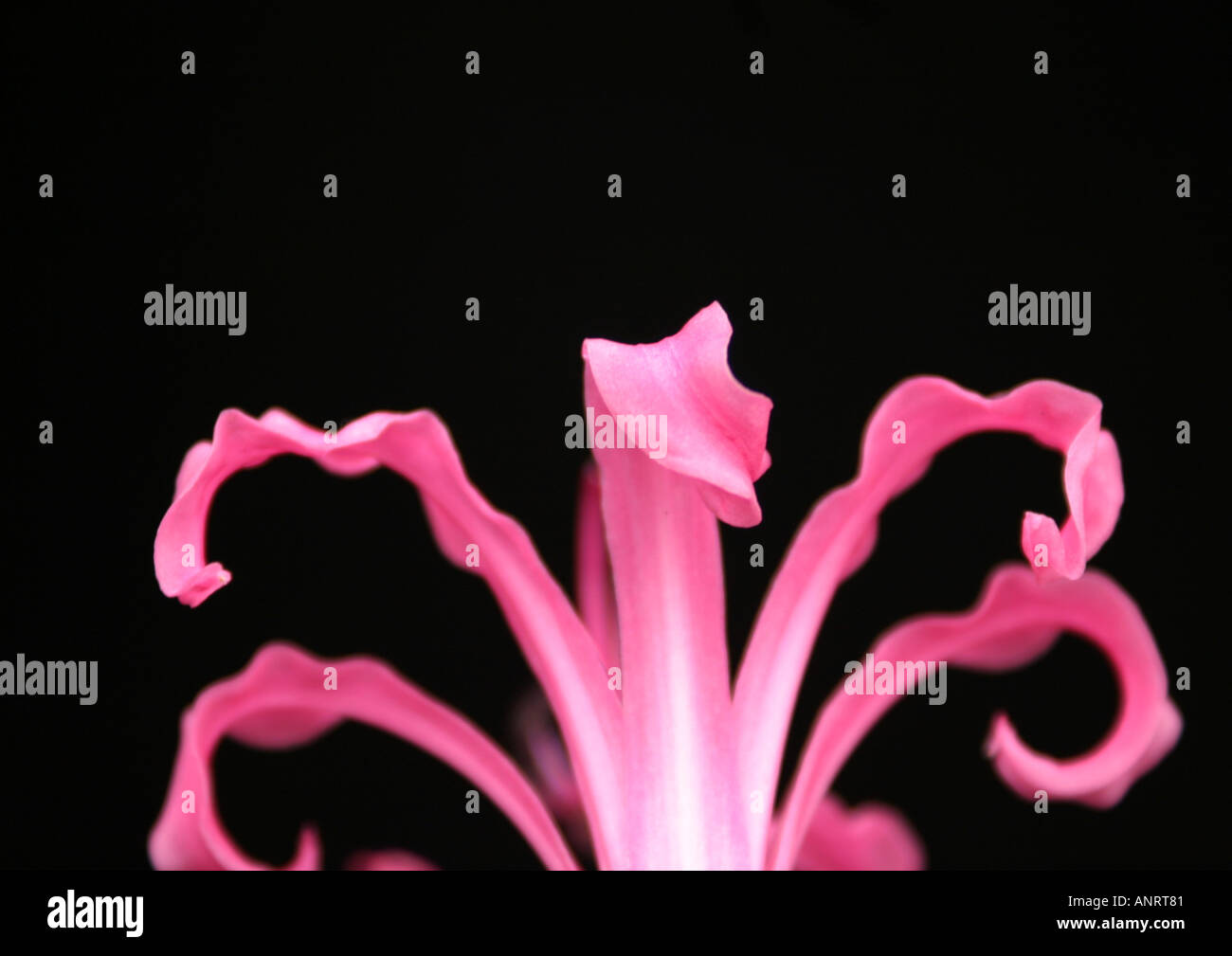 Pink Nerine Single Stock Photo - Alamy