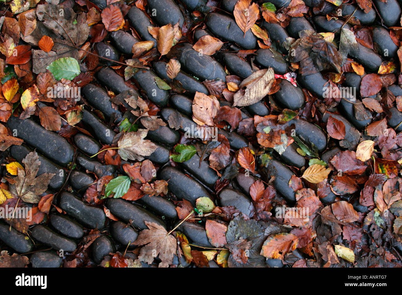 fallen leaves on cobbled path Stock Photo - Alamy