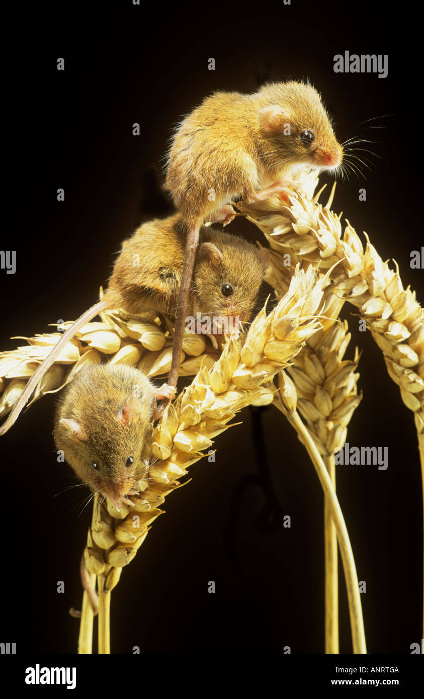 Mice barley hi-res stock photography and images - Alamy