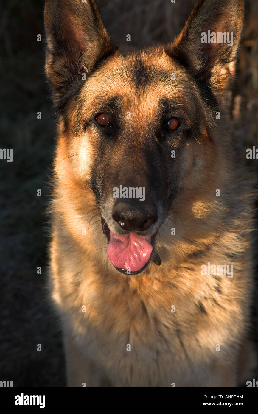 Monty dog hi-res stock photography and images - Alamy