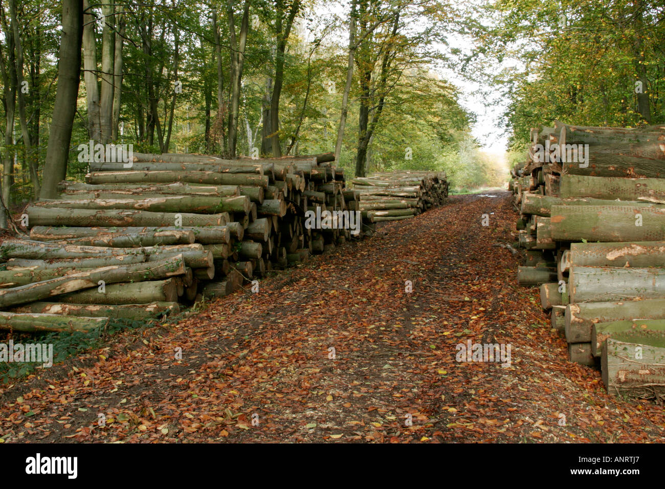 Itchen wood hi-res stock photography and images - Alamy