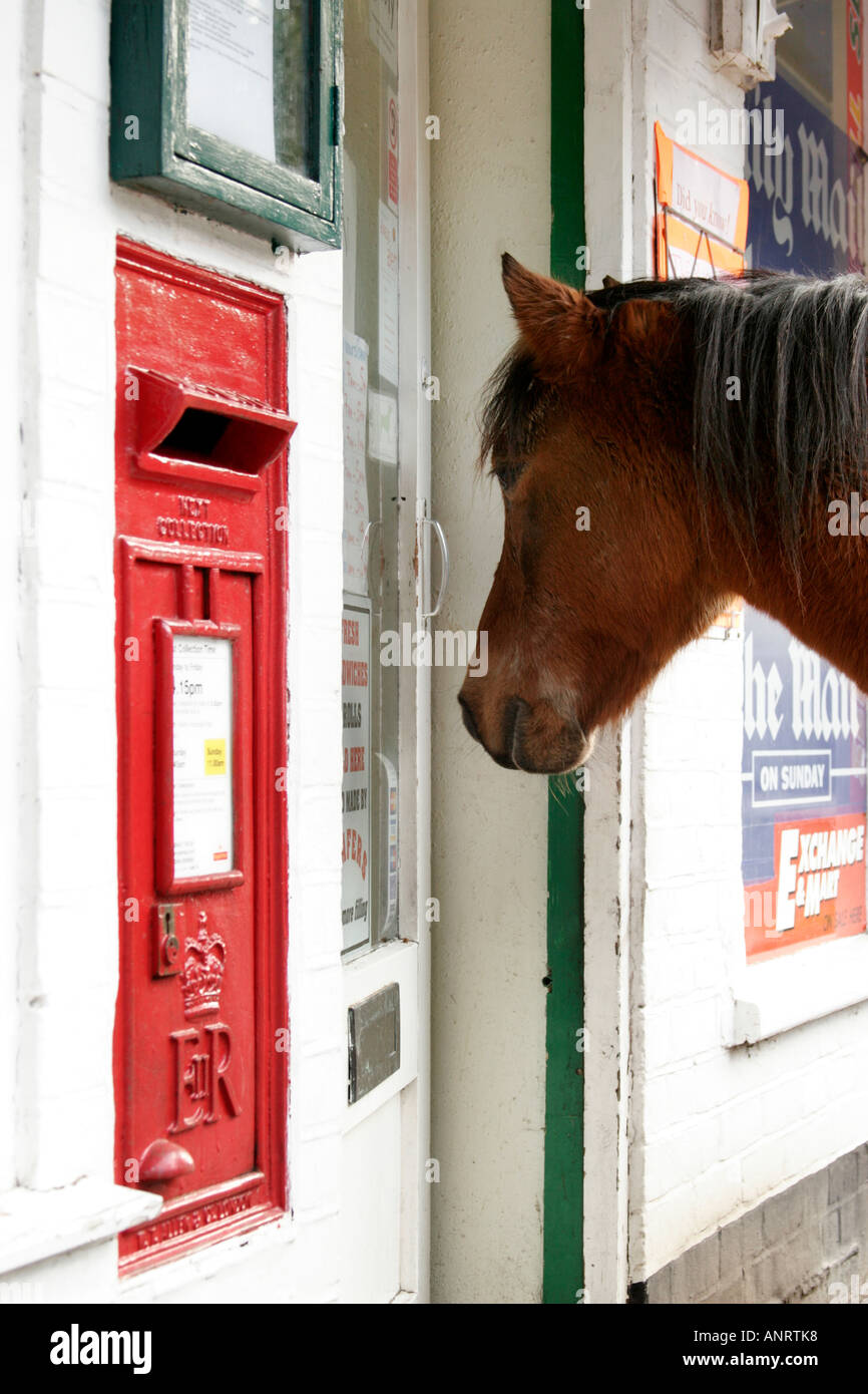 New Forest Pony at Bramshaw Post Office, Hampshire, England, UK Stock ...
