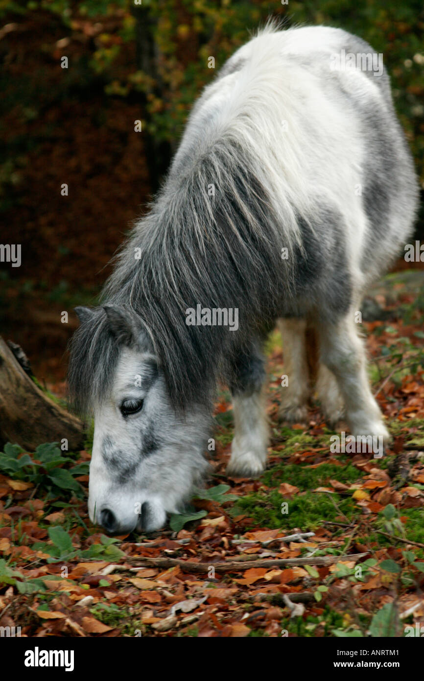 New Forest Pony, Bramshaw Wood, Hampshire, England, UK Stock Photo - Alamy