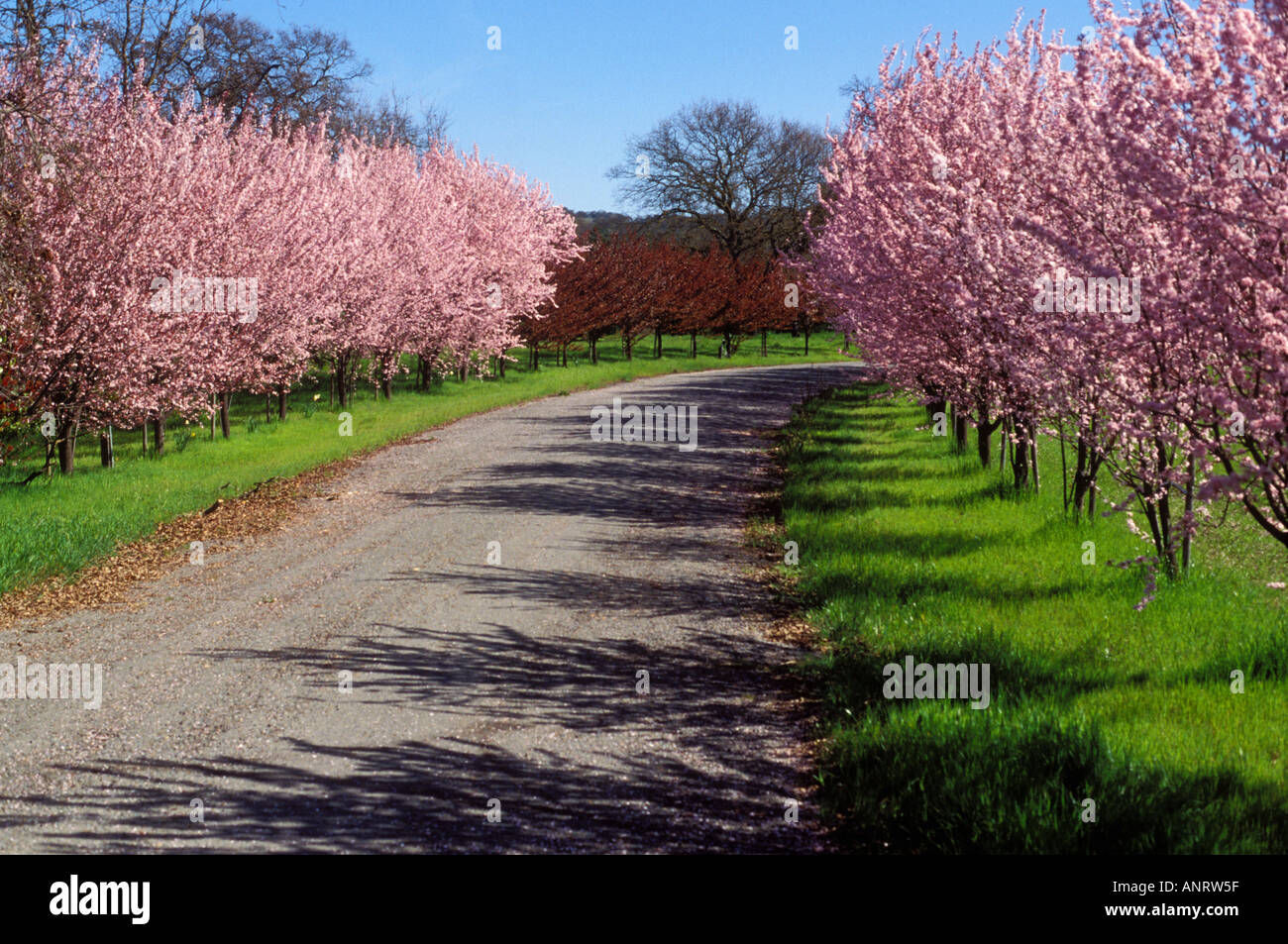 Cherry tree hi-res stock photography and images - Alamy