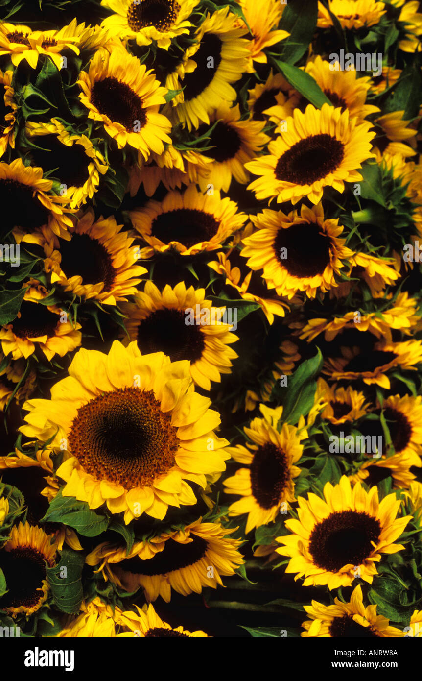 Bunch of sunflowers Stock Photo - Alamy