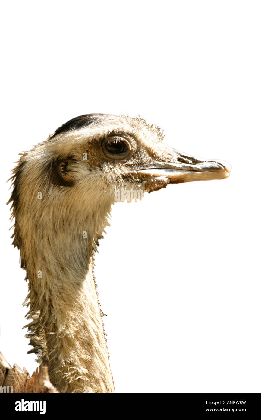 White greater rhea hi-res stock photography and images - Alamy