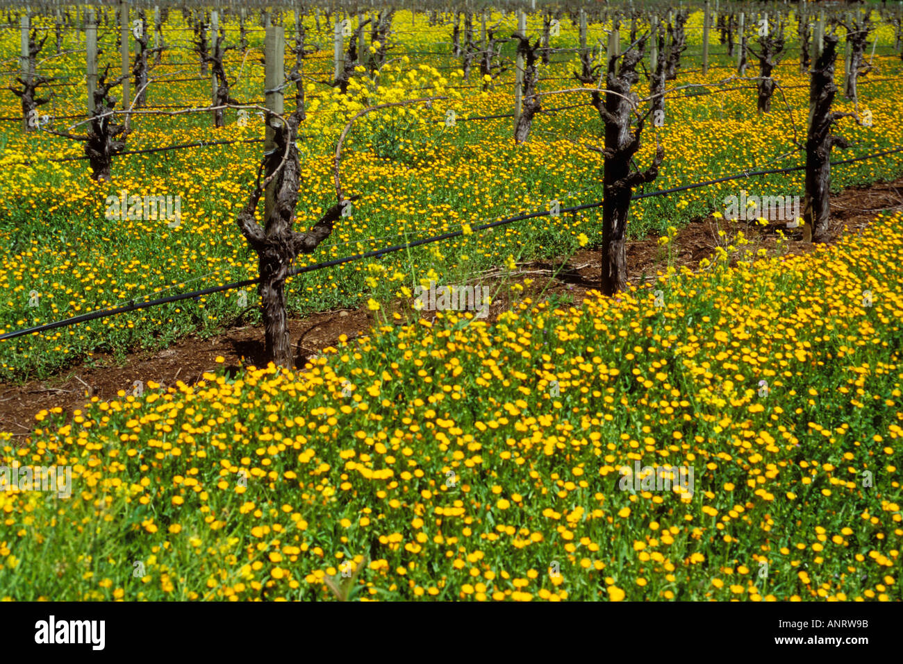 Vineyard with Mustard grass Stock Photo - Alamy