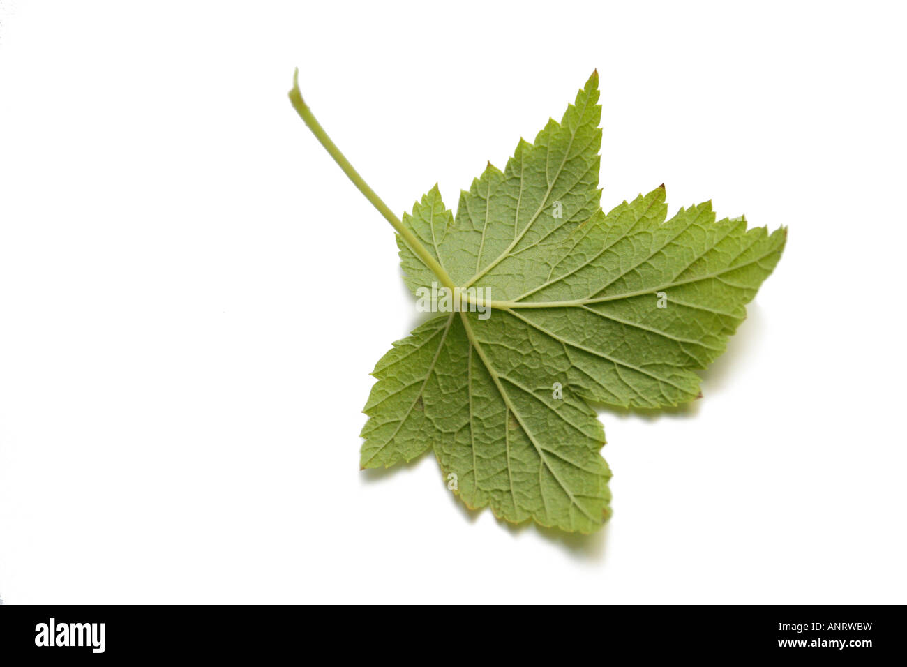 Currant leaf hi-res stock photography and images - Alamy
