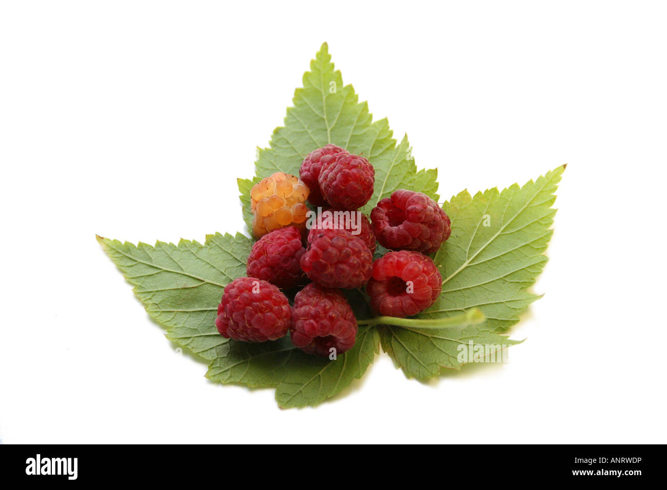 Raspberry on the leaf Still life Stock Photo - Alamy